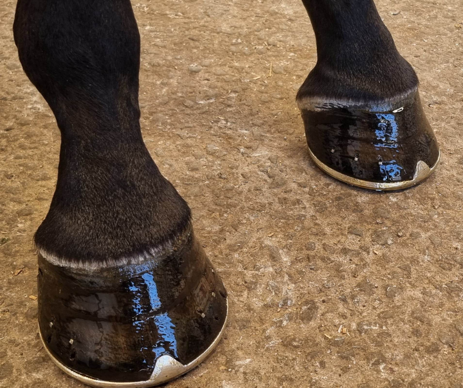 Understanding your horse's hoof structure - and why it matters – Aussie ...