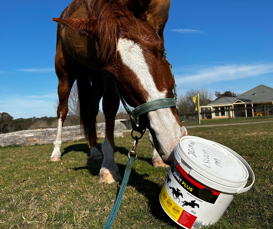 Equine & Canine Joint Plus - Premium Joint Supplement – Equine Canine ...