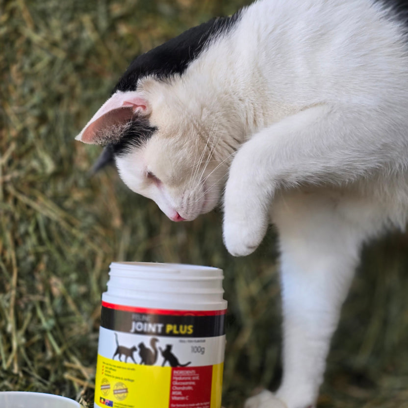 Equine & Canine Joint Plus - Joint Care Supplements for Horses & Dogs ...