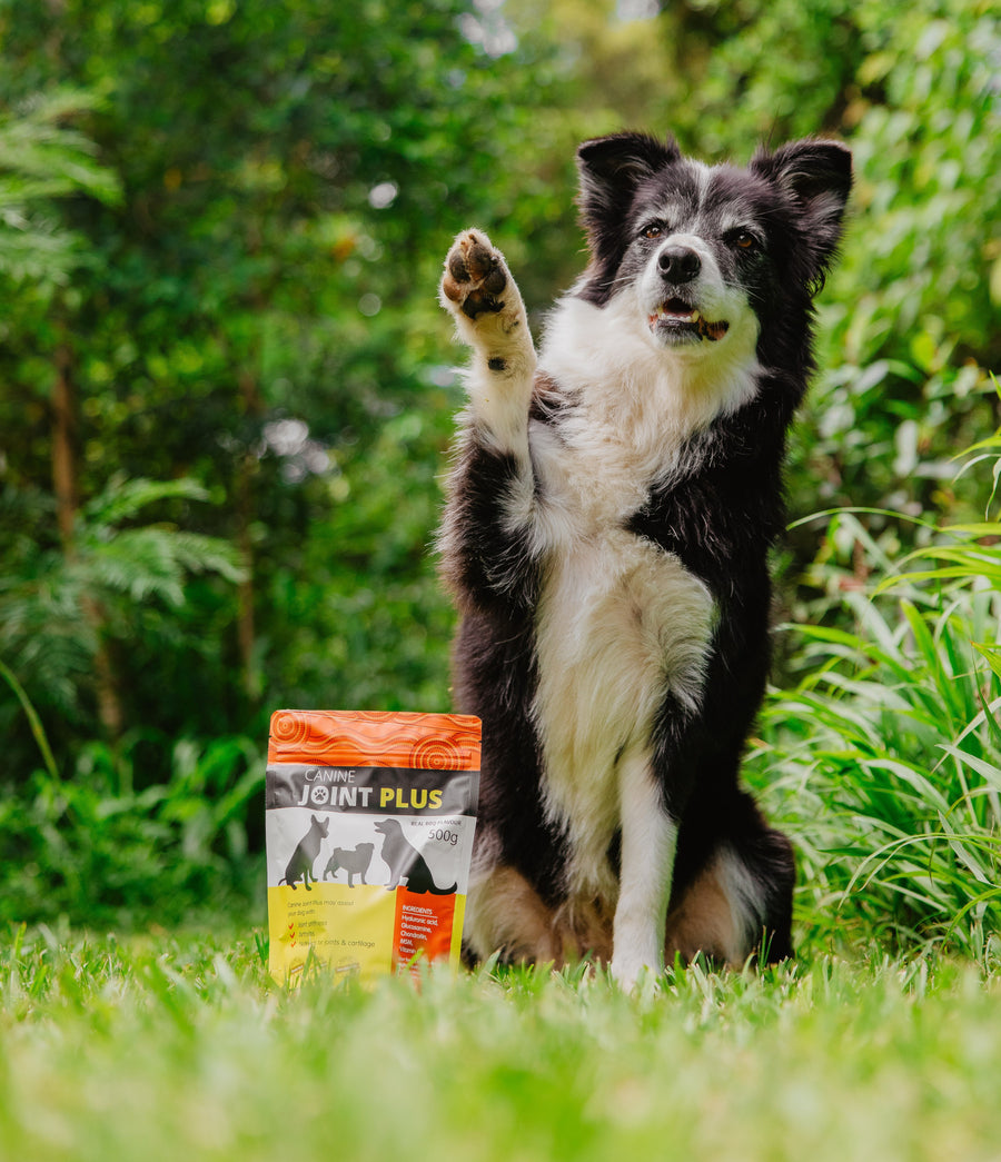 Equine & Canine Joint Plus - Joint Care Supplements for Horses & Dogs ...